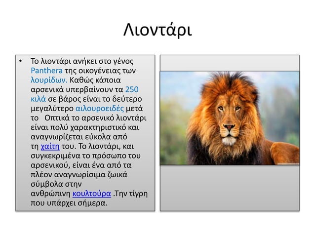 Το λιοντάρι | PPT