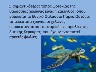 χελωνα καρέτα καρέτα (τελικο) | PPT