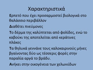 χελωνα καρέτα καρέτα (τελικο) | PPT