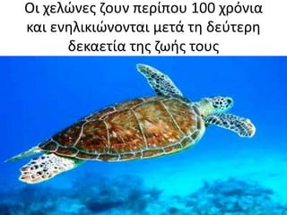 χελωνα καρέτα καρέτα (τελικο) | PPT