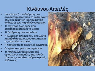 χελωνα καρέτα καρέτα (τελικο) | PPT