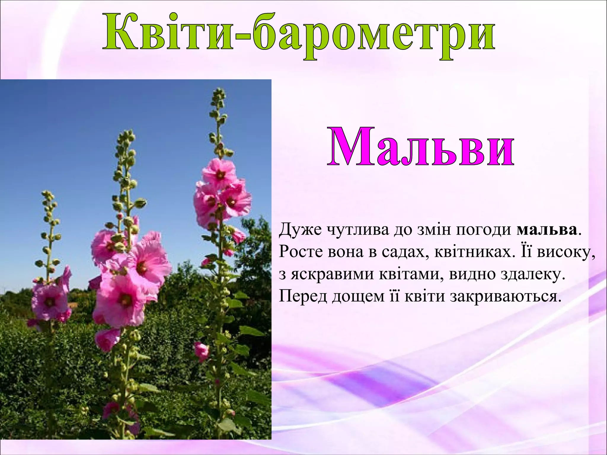 Слова назви квітів Ppt