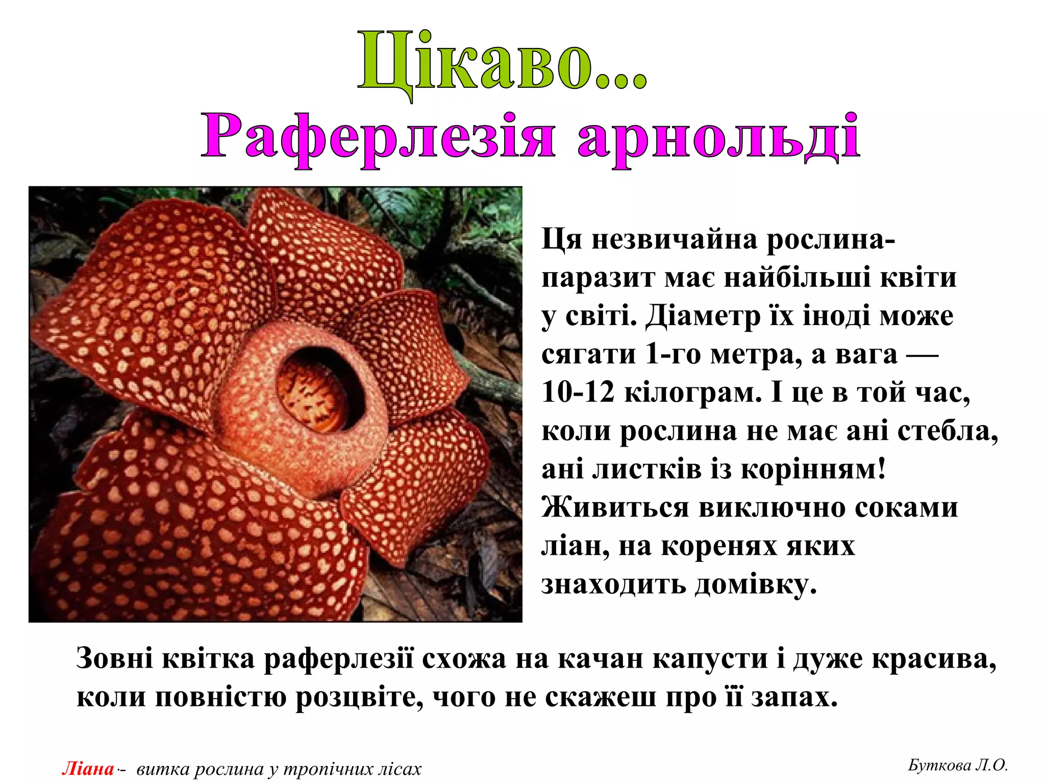 Слова назви квітів Ppt