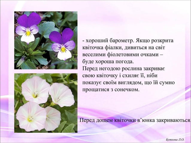 Слова назви квітів Ppt