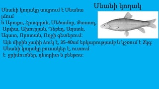 Հայաստանի ձկները | PPTX