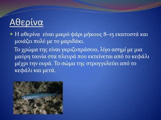 τα ψαρια διατροφικη αξια | PPTX