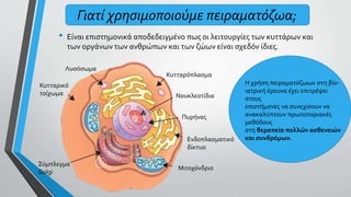 πειραματοζωα | PPT
