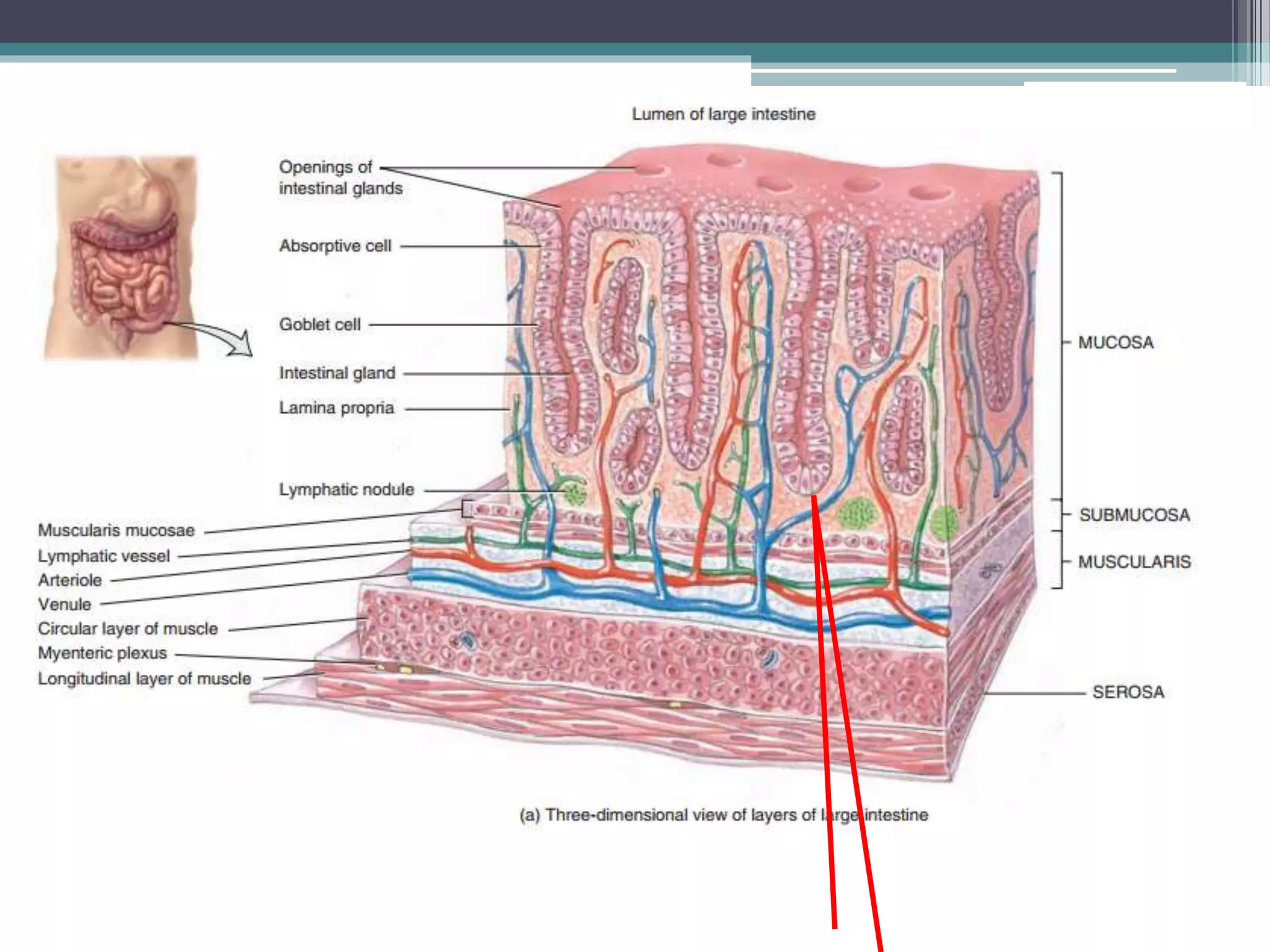 Бүдүүн гэдэсний хорт хавдар Pptx