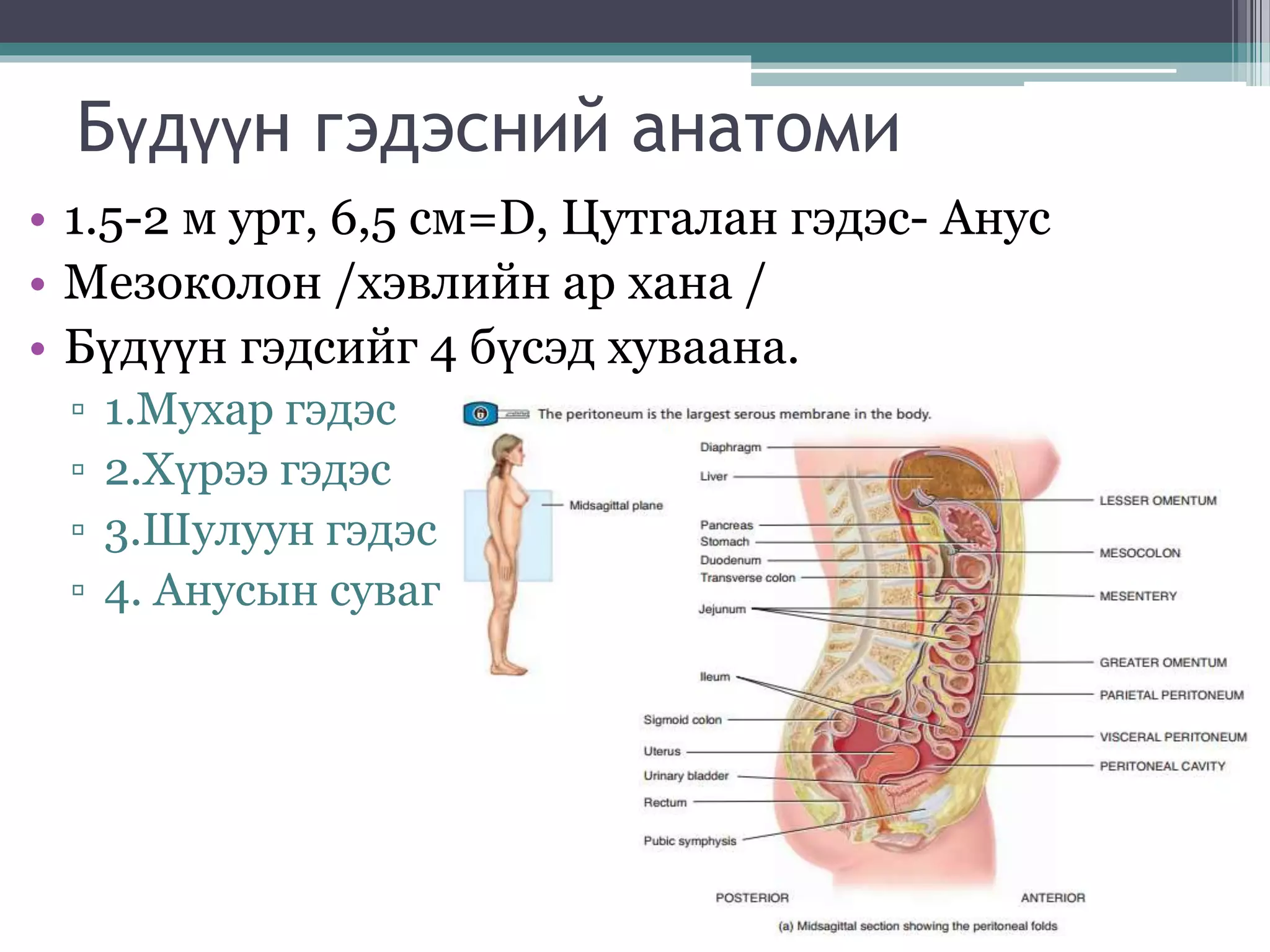 Бүдүүн гэдэсний хорт хавдар Pptx