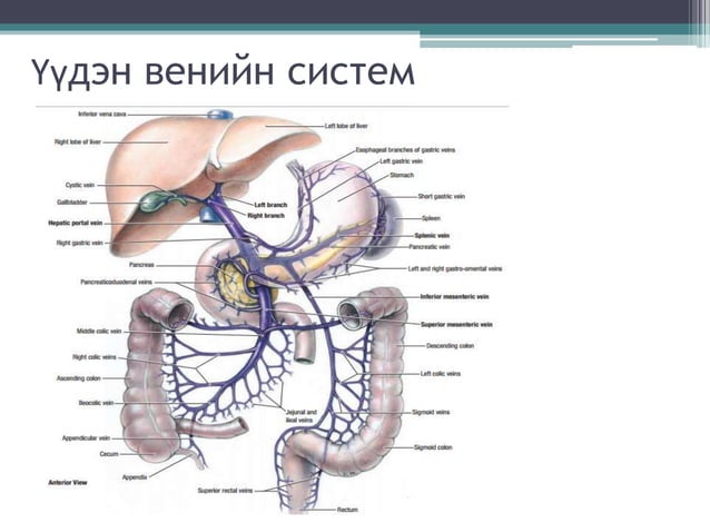 Бүдүүн гэдэсний хорт хавдар Pptx