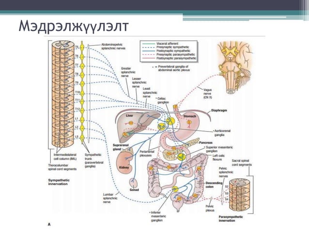 Бүдүүн гэдэсний хорт хавдар Ppt