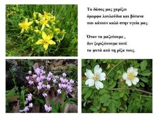 Σκεψεις παιδιων για την προστασια του δασους | PPT