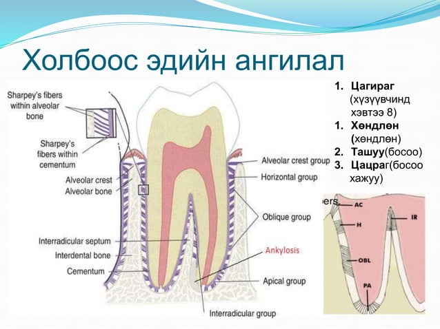 Сүүн шүдний сурвалжийн оройн холбоосын үрэвслийн шалтгаан