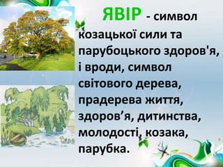 явір | PPTX