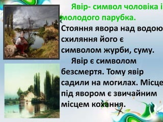 явір | PPTX