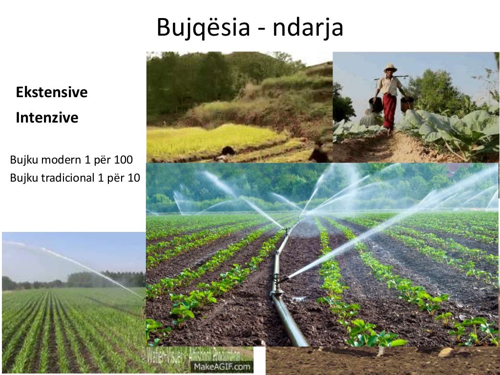 Bujqësia