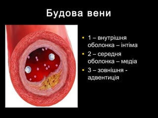 хвороби кровоносних лімфатичних судин | PPT