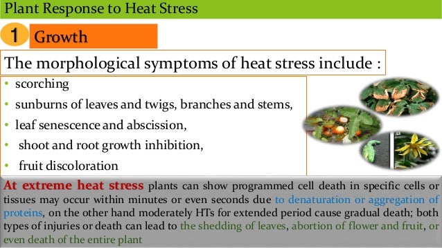 Plant Response To Heat Stress