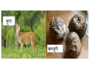 Kabeer ke Dohe for grade 10,PPT,कबीर के दोहे | PDF