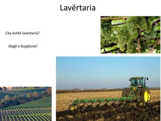 Lavërtaria | PPTX