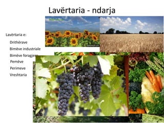 Lavërtaria | PPTX