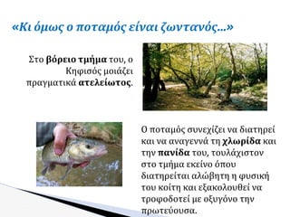 Να το πάρει το ποτάμι...- Ο Κηφισός στο παρελθόν | PPTX
