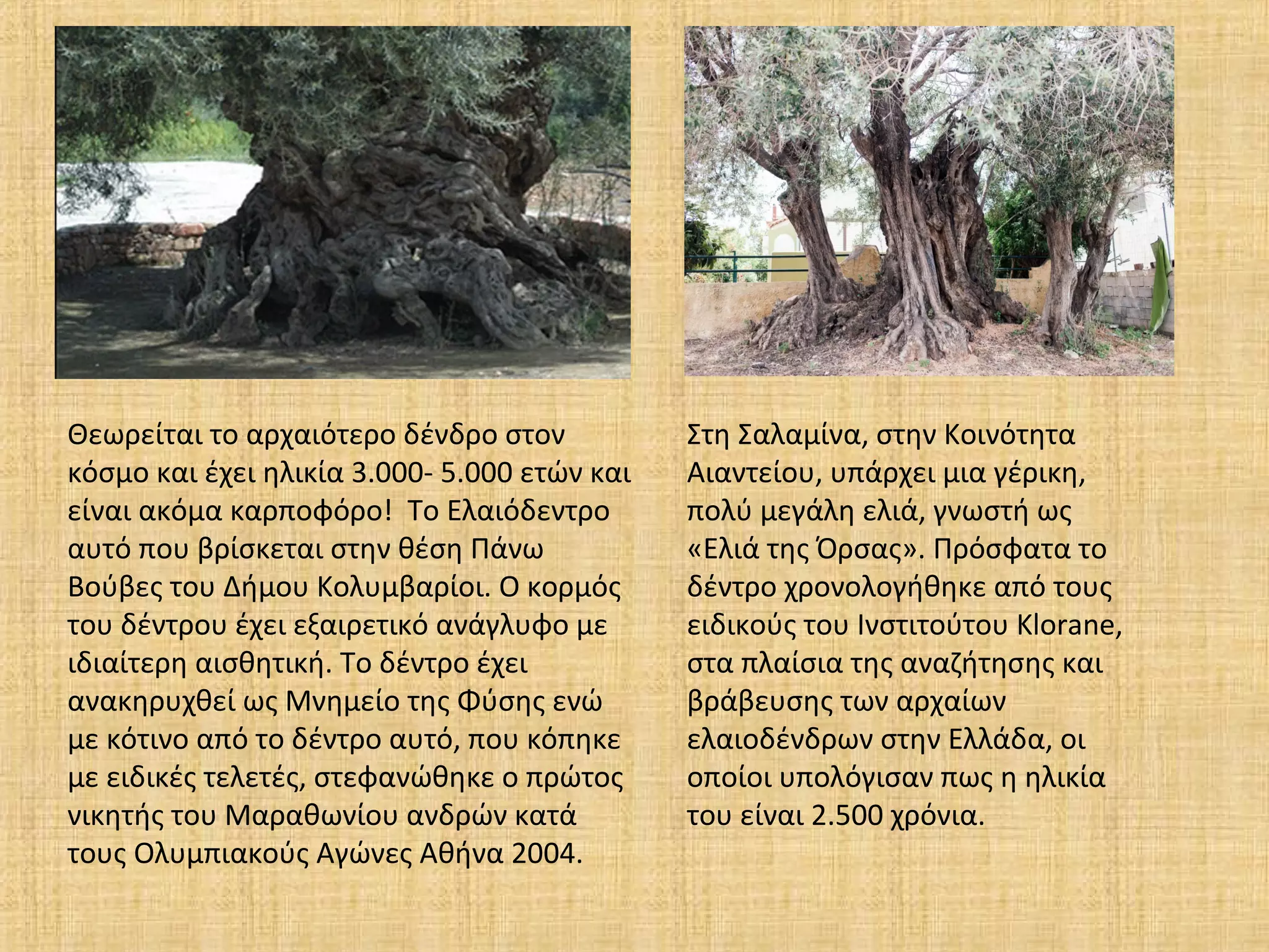 παρουσίαση ελιά λάδι | PPT