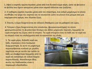 παρουσίαση ελιά λάδι | PPT