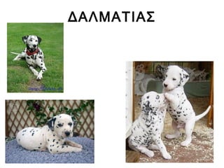 Οι φίλοι μας οι σκύλοι | PPT
