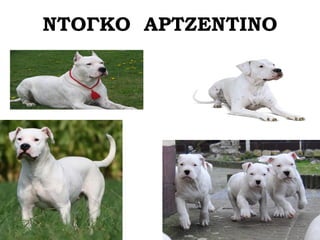 Οι φίλοι μας οι σκύλοι | PPT