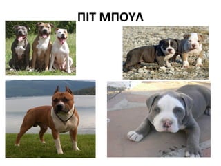 Οι φίλοι μας οι σκύλοι | PPT