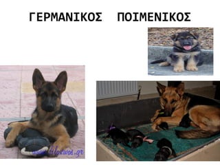 Οι φίλοι μας οι σκύλοι | PPT | Free Download