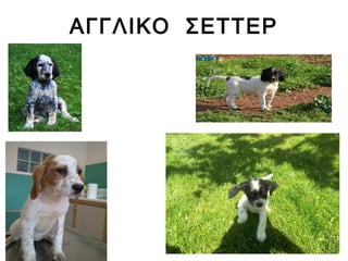 Οι φίλοι μας οι σκύλοι | PPT | Free Download