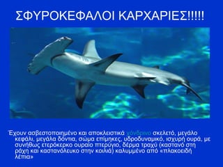 Καρχαριες !!! | PPT