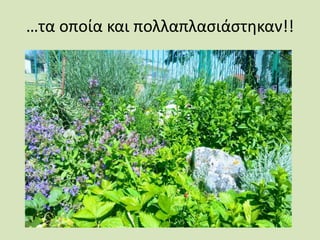 ΑΡΩΜΑΤΙΚΑ ΦΥΤΑ ΚΑΙ ΒΟΤΑΝΑ | PPT
