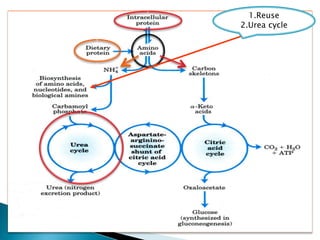 Urea Cycle | PPT