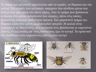 Η ζωή της μέλισσας | PPT