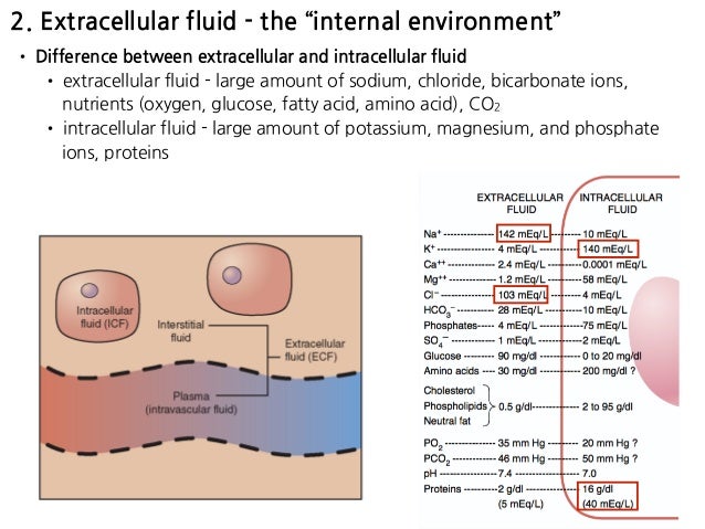 Difference Between Intracellular And Extracellular