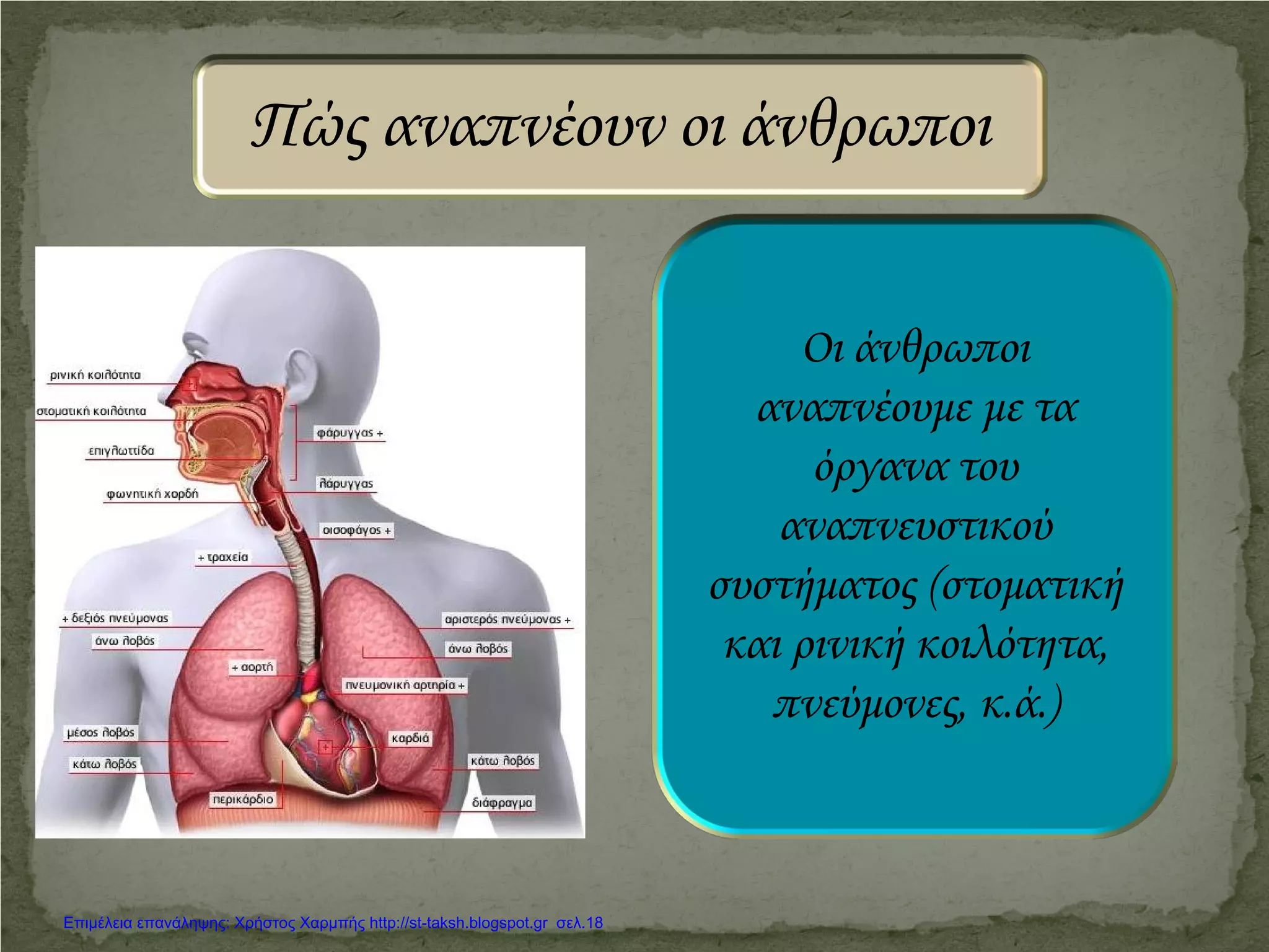 Φυσικά ΣΤ΄. Ενότητα 7η :΄΄Αναπνευστικό σύστημα΄΄ | PDF