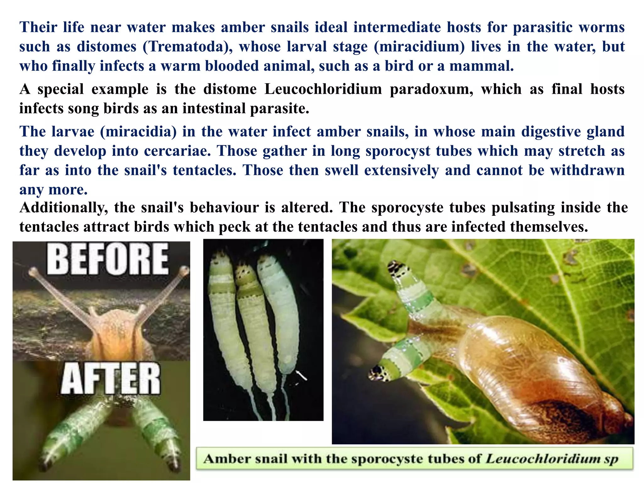 молюски_Molluscs_snails _description | PPSX