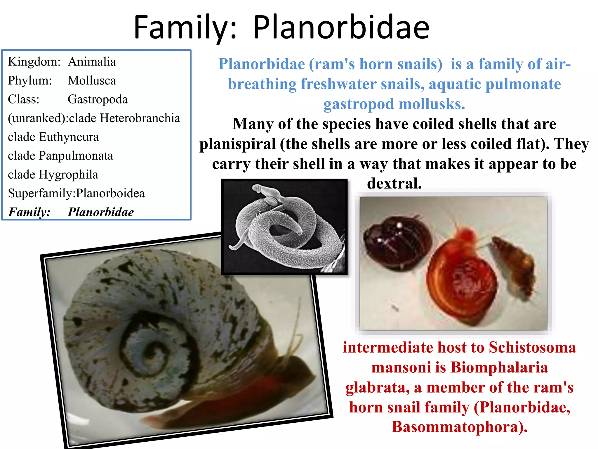 молюски_Molluscs_snails _description | PPSX