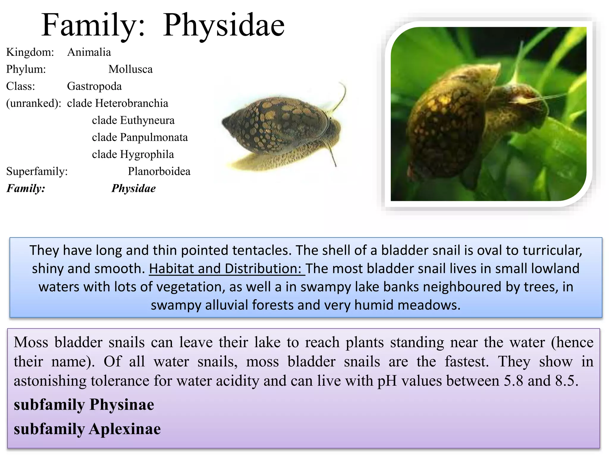 молюски_Molluscs_snails _description | PPSX