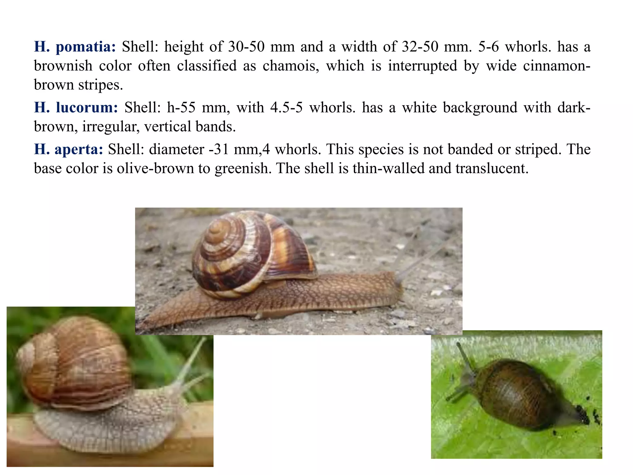 молюски_Molluscs_snails _description | PPSX