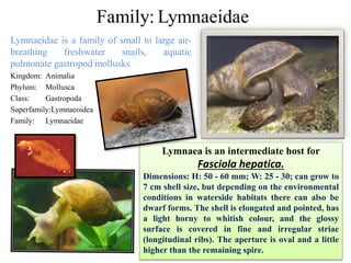 молюски_Molluscs_snails _description | PPT