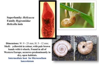 молюски_Molluscs_snails _description | PPT