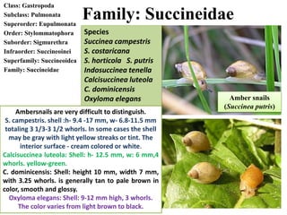 молюски_Molluscs_snails _description | PPT