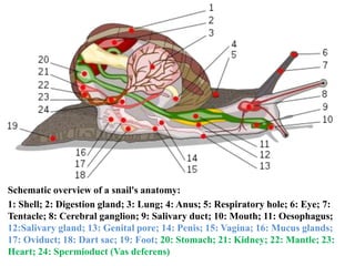 молюски_Molluscs_snails _description | PPT
