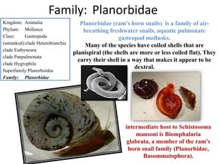 молюски_Molluscs_snails _description | PPT