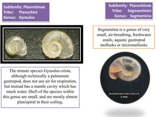 молюски_Molluscs_snails _description | PPT