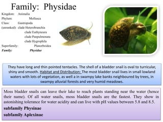 молюски_Molluscs_snails _description | PPT